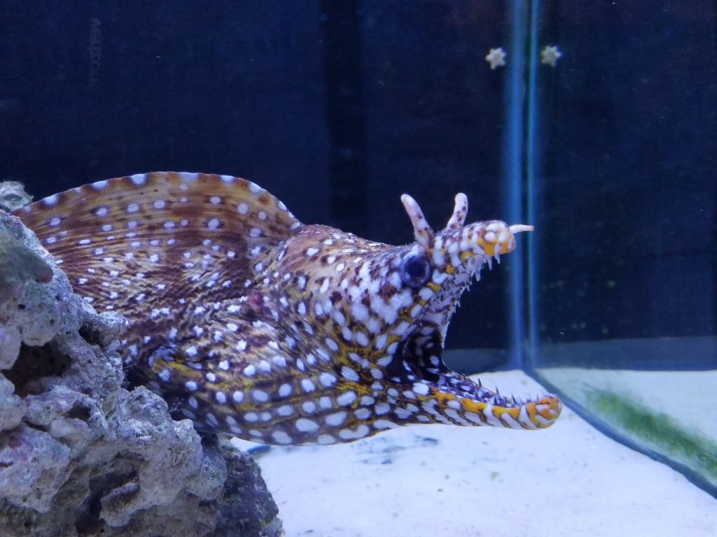 Japanese dragon eel | Reef2Reef