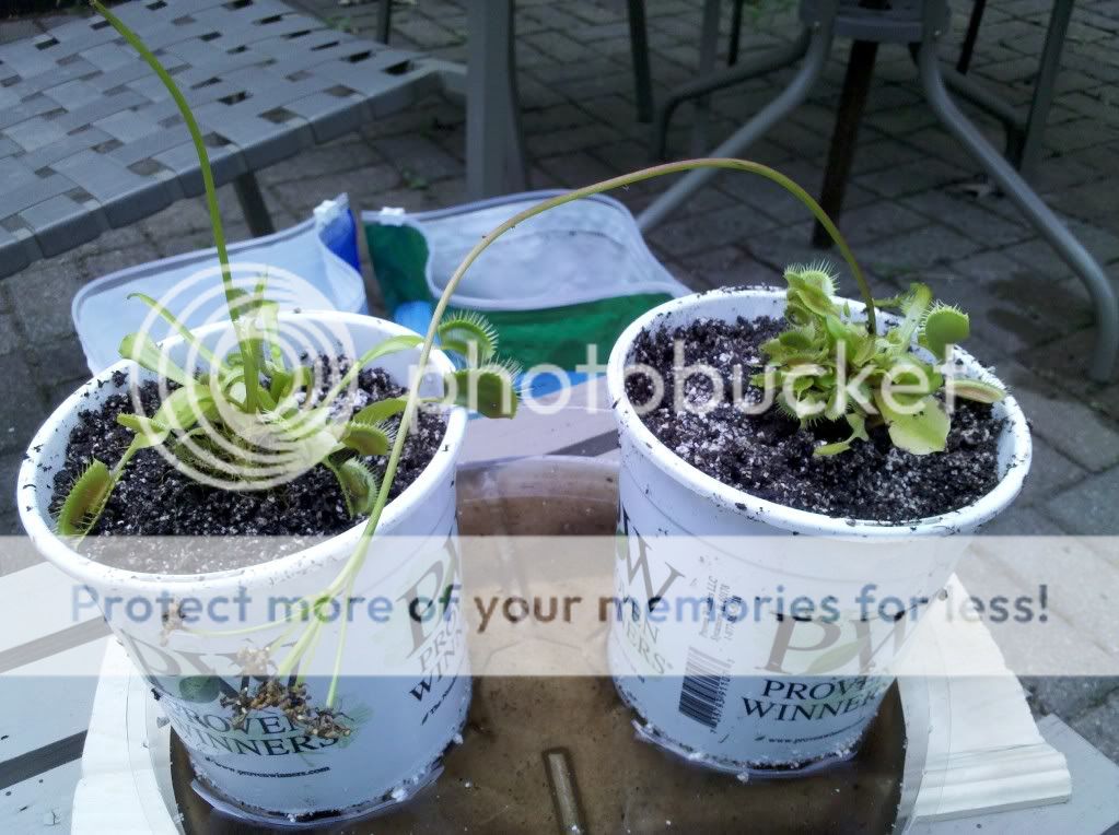 Transplanted! - FlyTrapCare Forums