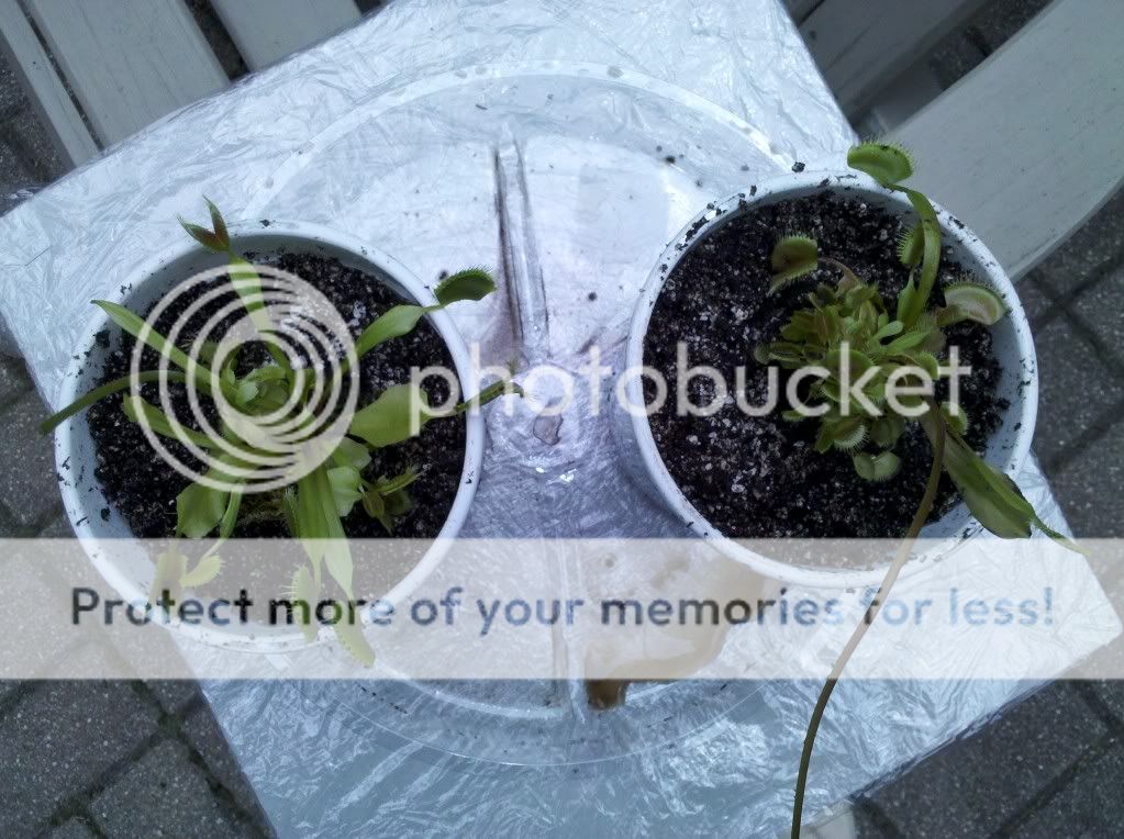 Transplanted! - FlyTrapCare Forums