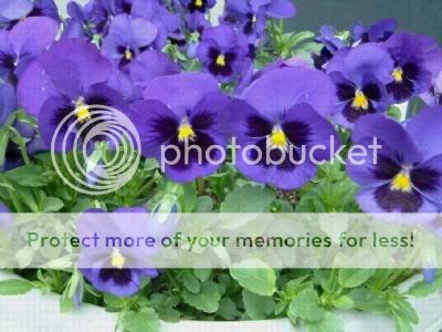 Hồn Hoa Pensée - Website của Nguyễn Đình Mộng THCS PHÙ ĐỔNG-Đại Lộc ...