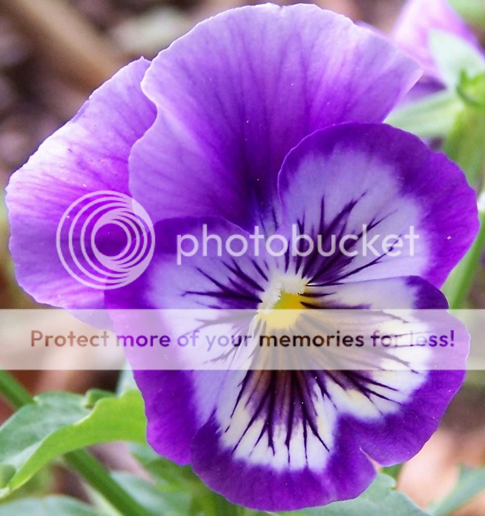 Hồn Hoa Pensée - Website của Nguyễn Đình Mộng THCS PHÙ ĐỔNG-Đại Lộc ...