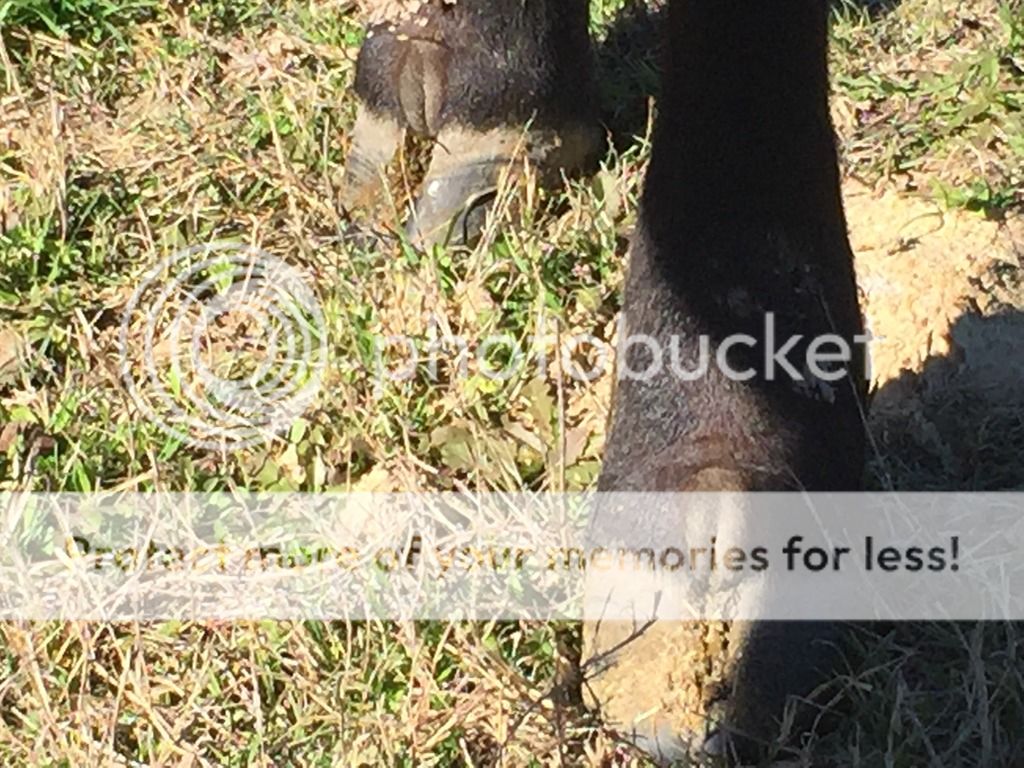 Corns/interdigital hyperplasia? - pics | CattleToday.com - Cattle, Cow ...